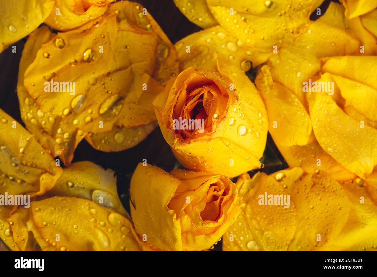 Field of yellow roses hi-res stock photography and images - Alamy