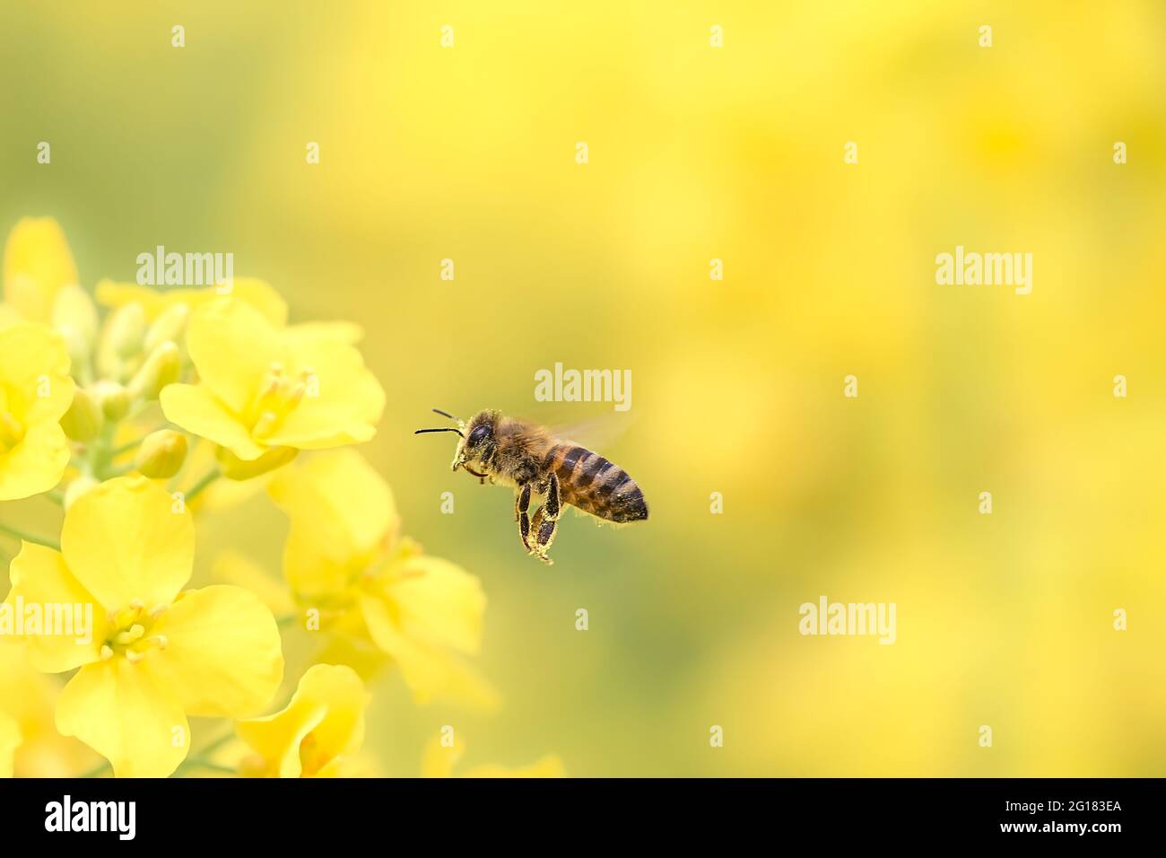 Flying honey bee collecting bee pollen from yellow rapeseed blossom ...