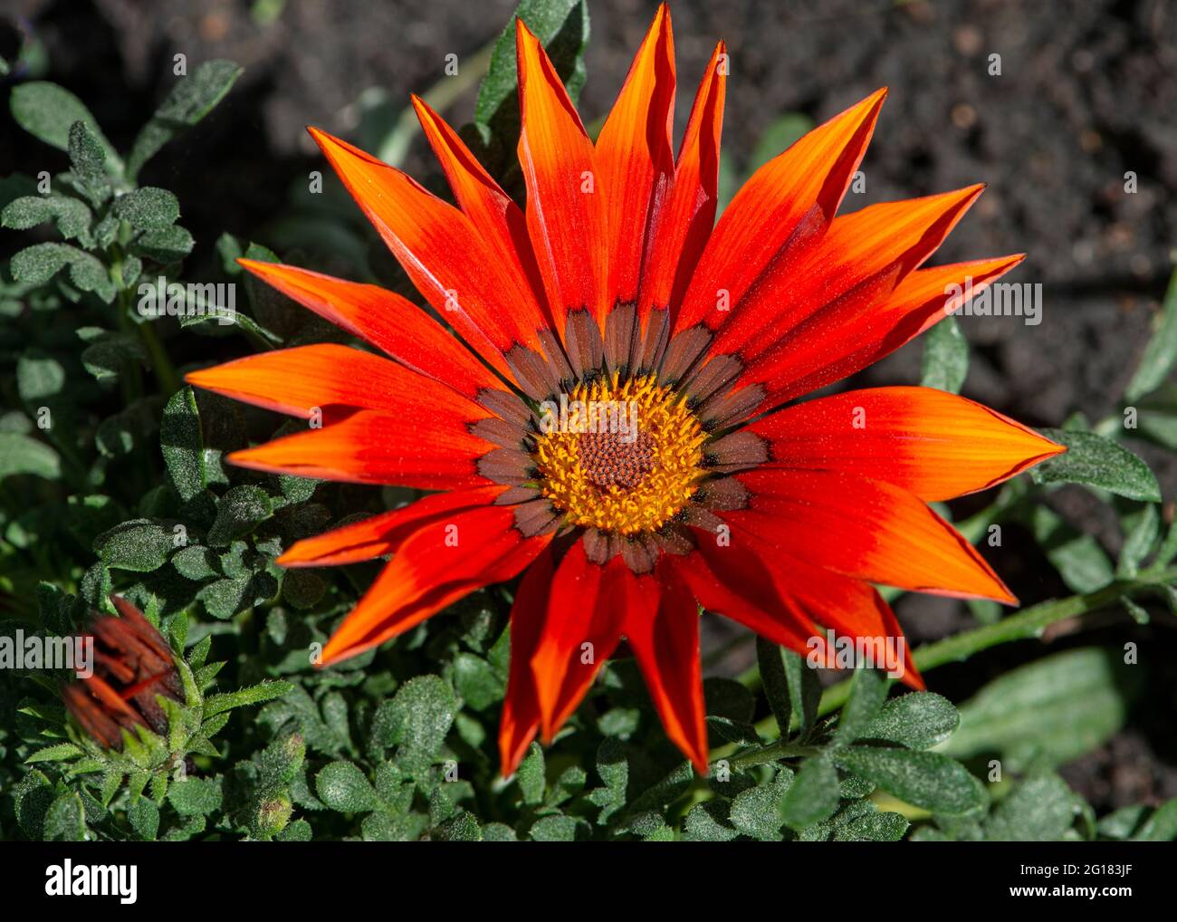 Red Gazania flower close up. Gazania rigens (Treasure Flower, African ...