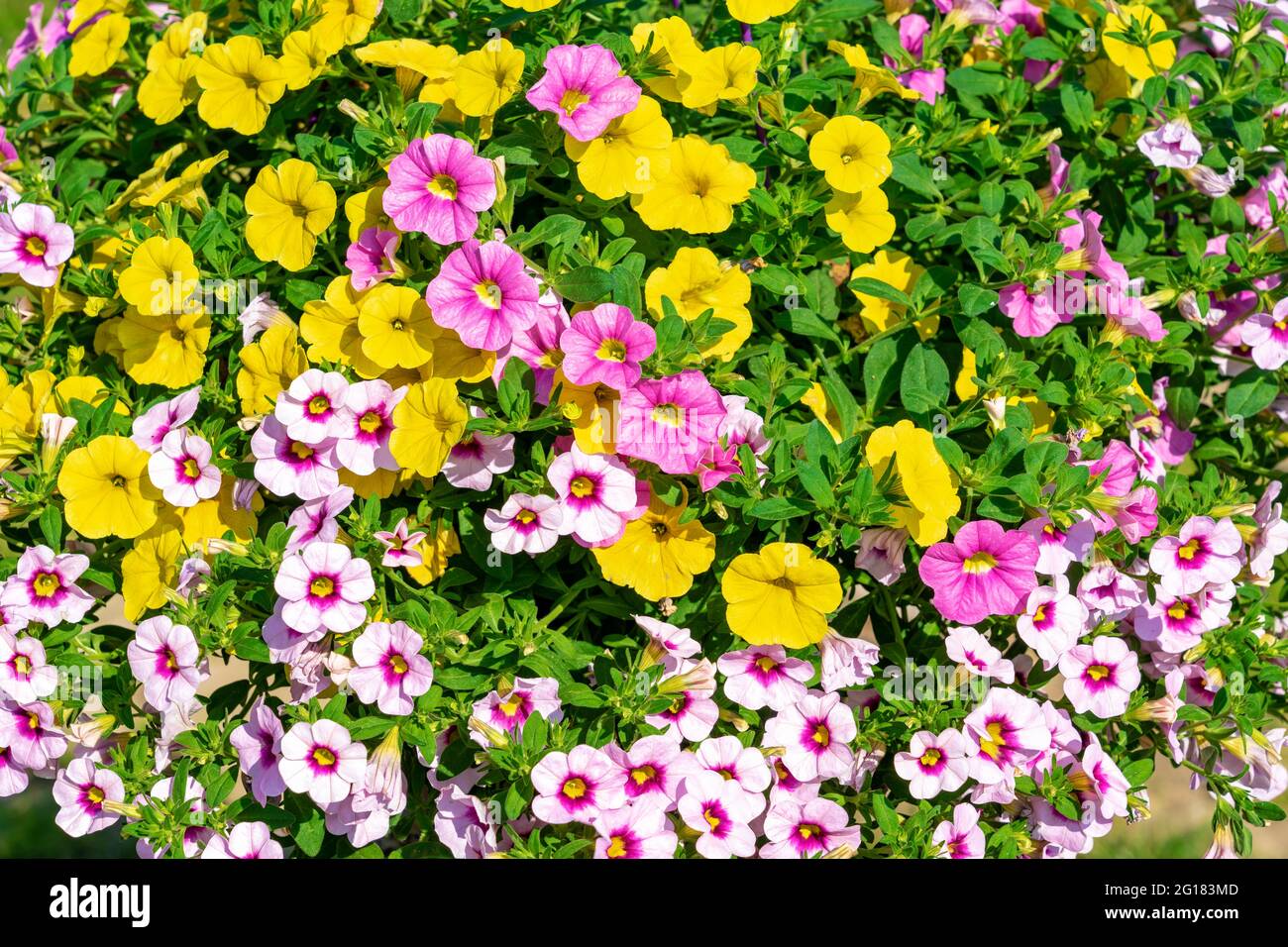 beautiful colorful blooming petunia background full screen Stock Photo ...