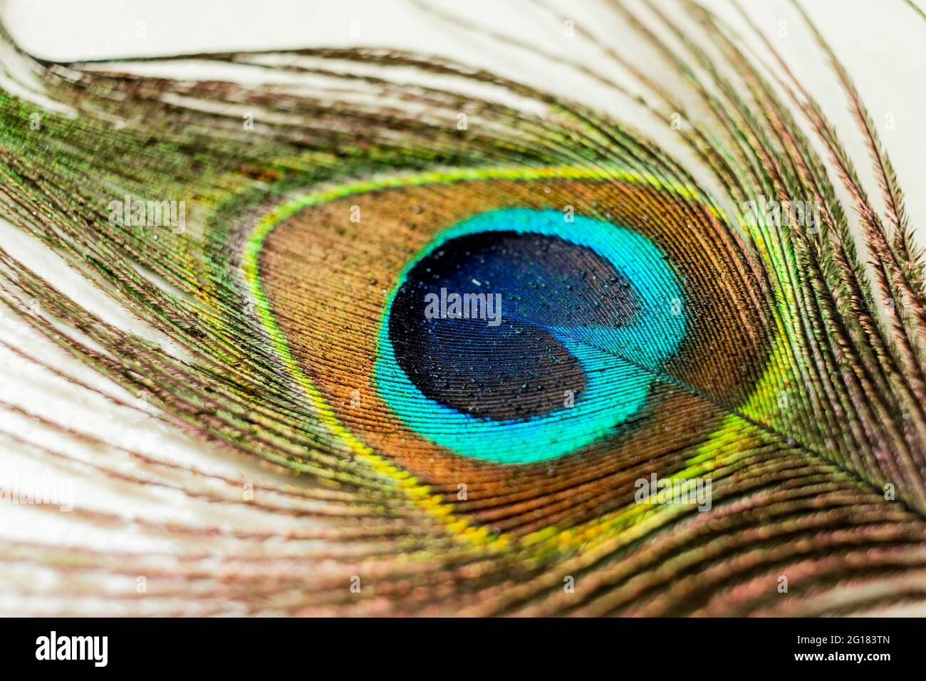 Macro shots of a peacock feather Stock Photo - Alamy