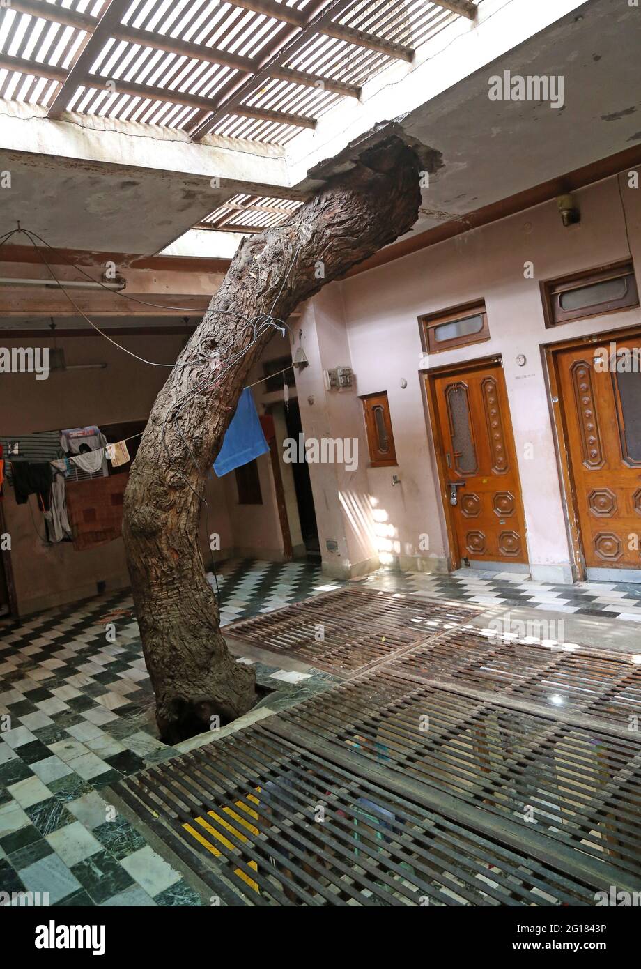 Neem tree historical hi-res stock photography and images - Alamy