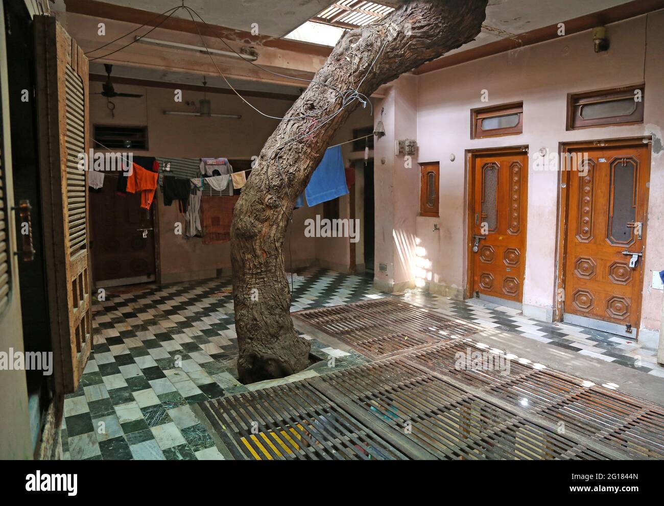 Neem trees hi-res stock photography and images - Alamy