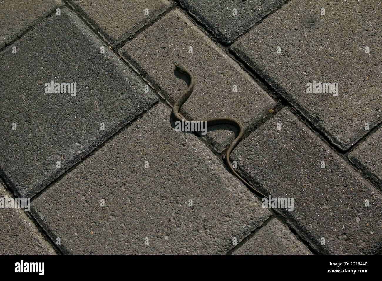 Snakes basking on the road hi-res stock photography and images - Alamy