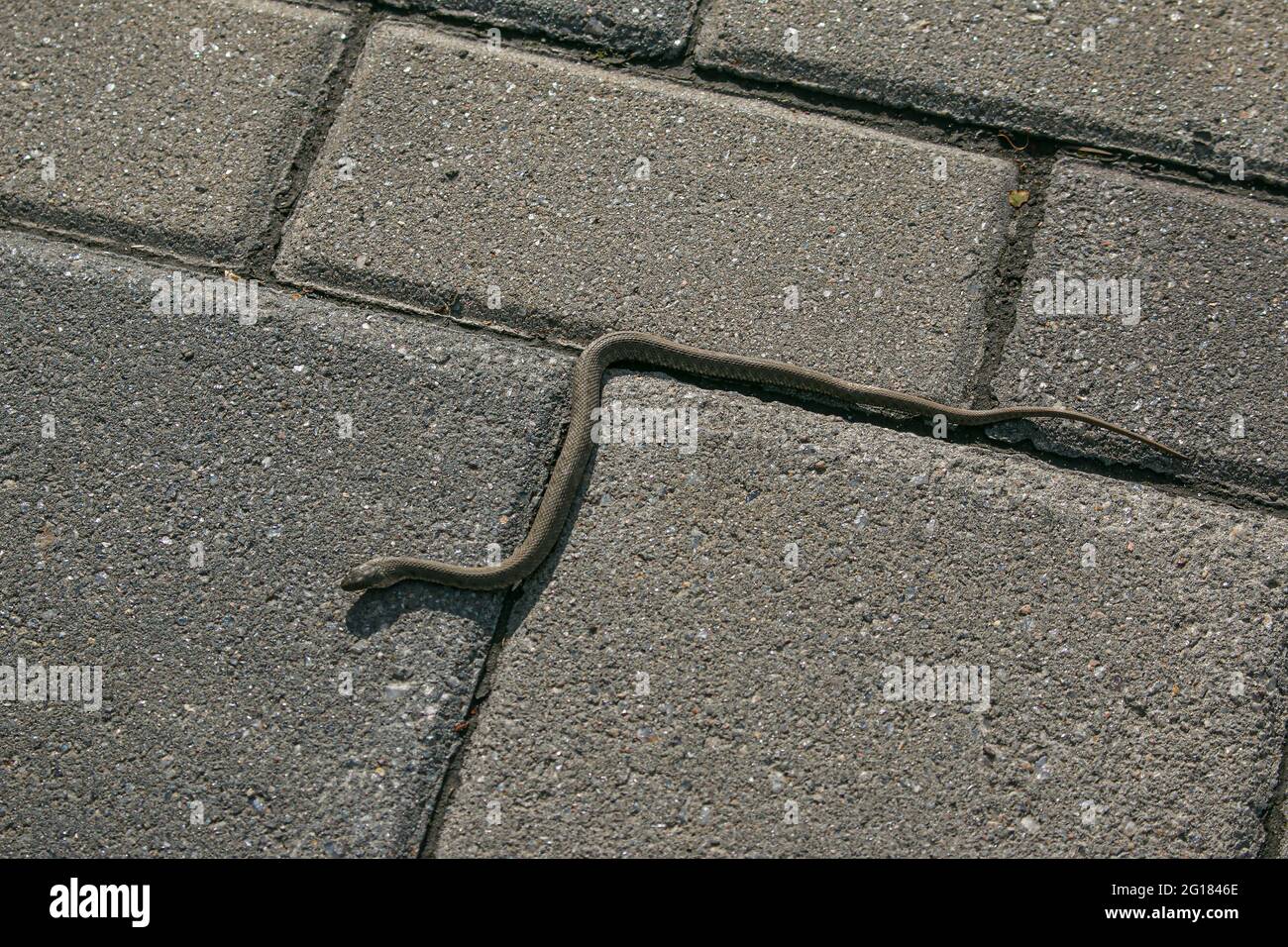 The snake is basking on the asphalt on the embankment of the city. The ...