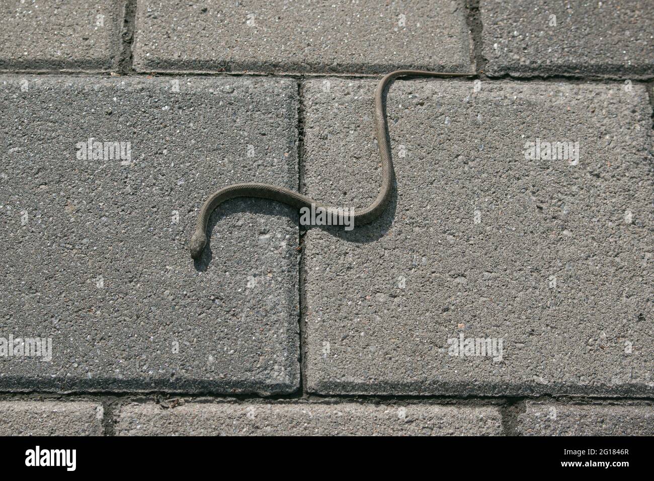 The snake is basking on the asphalt on the embankment of the city. The ...