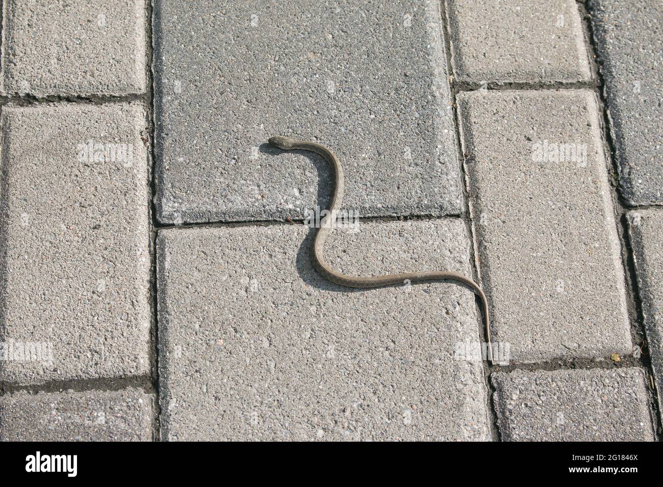 The snake is basking on the asphalt on the embankment of the city. The ...