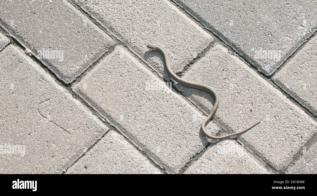 The snake is basking on the asphalt on the embankment of the city. The ...