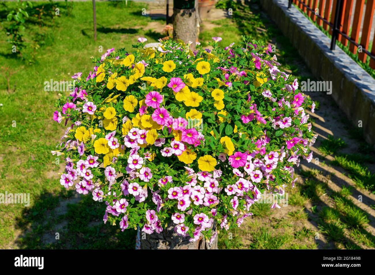 beautiful colorful blooming petunia background round shape Stock Photo ...