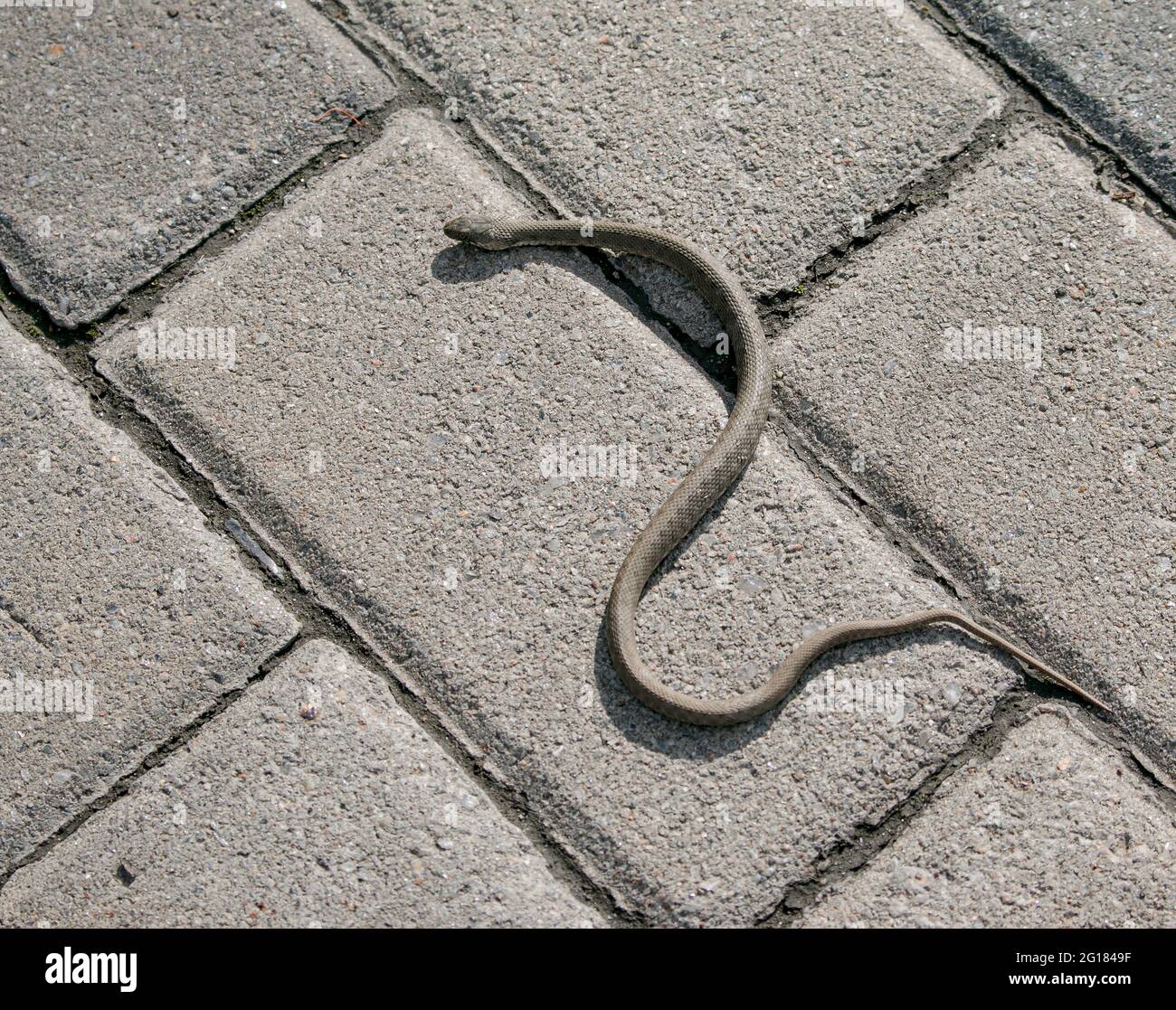 The snake is basking on the asphalt on the embankment of the city. The ...