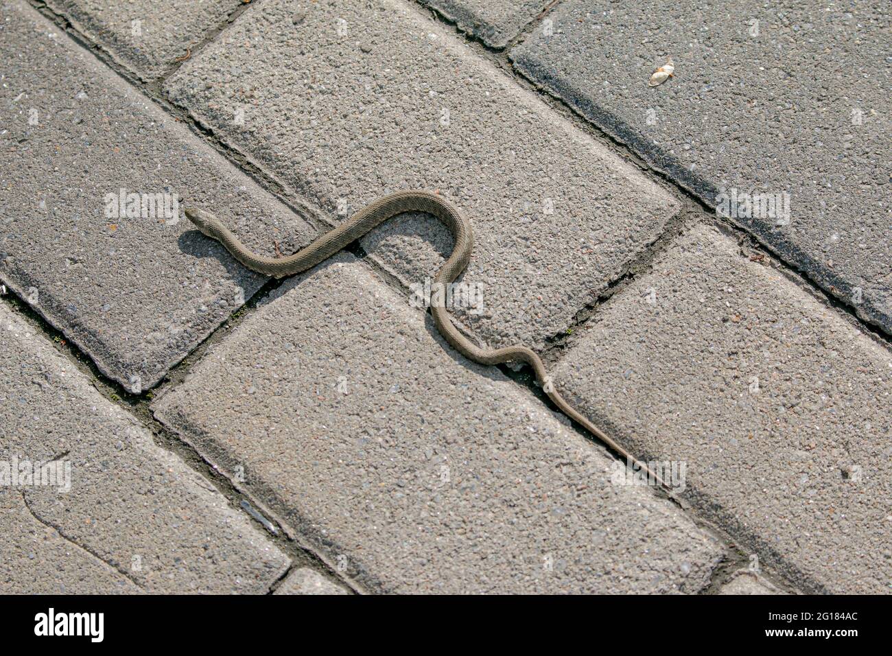 The snake is basking on the asphalt on the embankment of the city. The ...