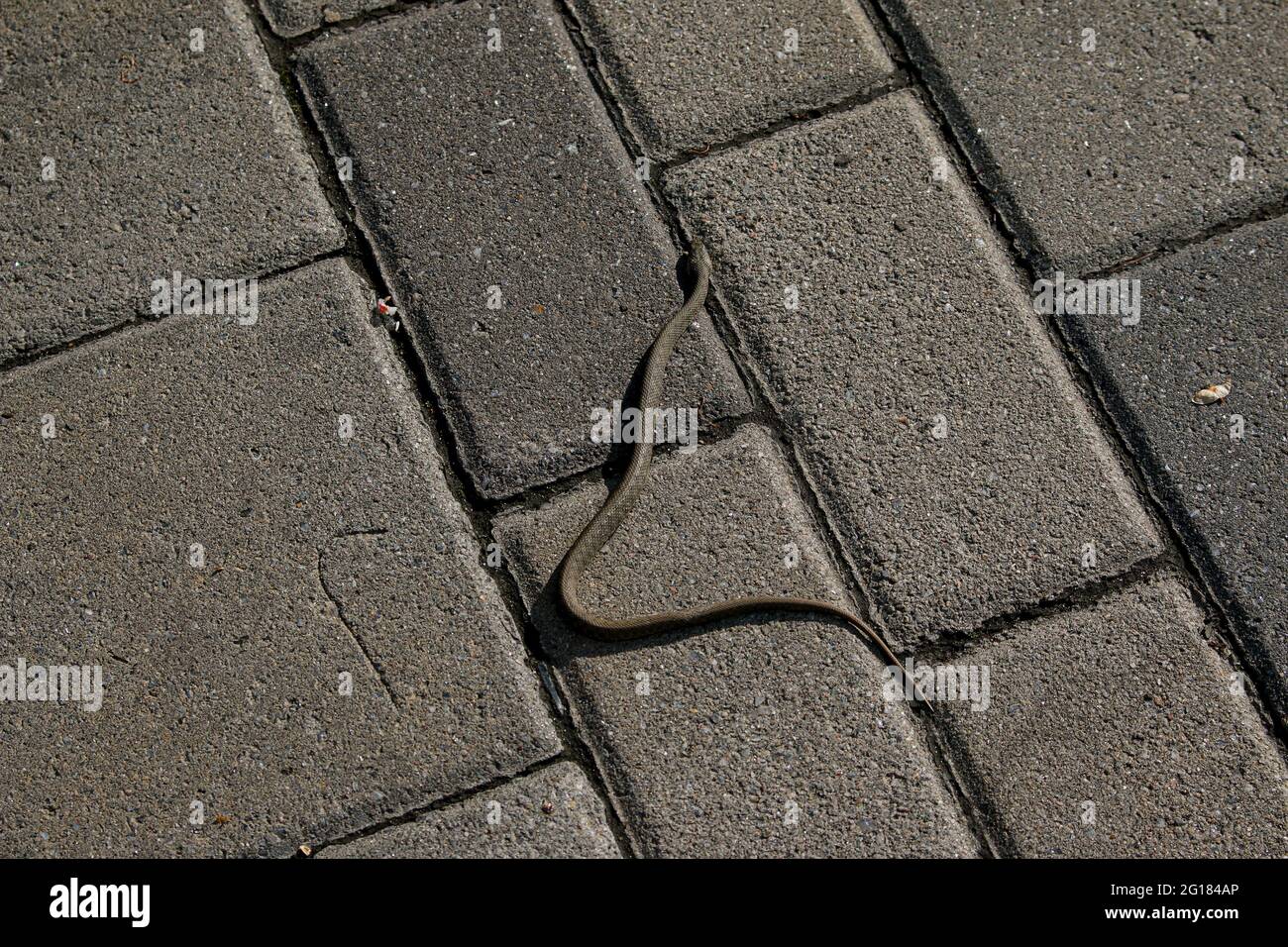 The snake is basking on the asphalt on the embankment of the city. The ...