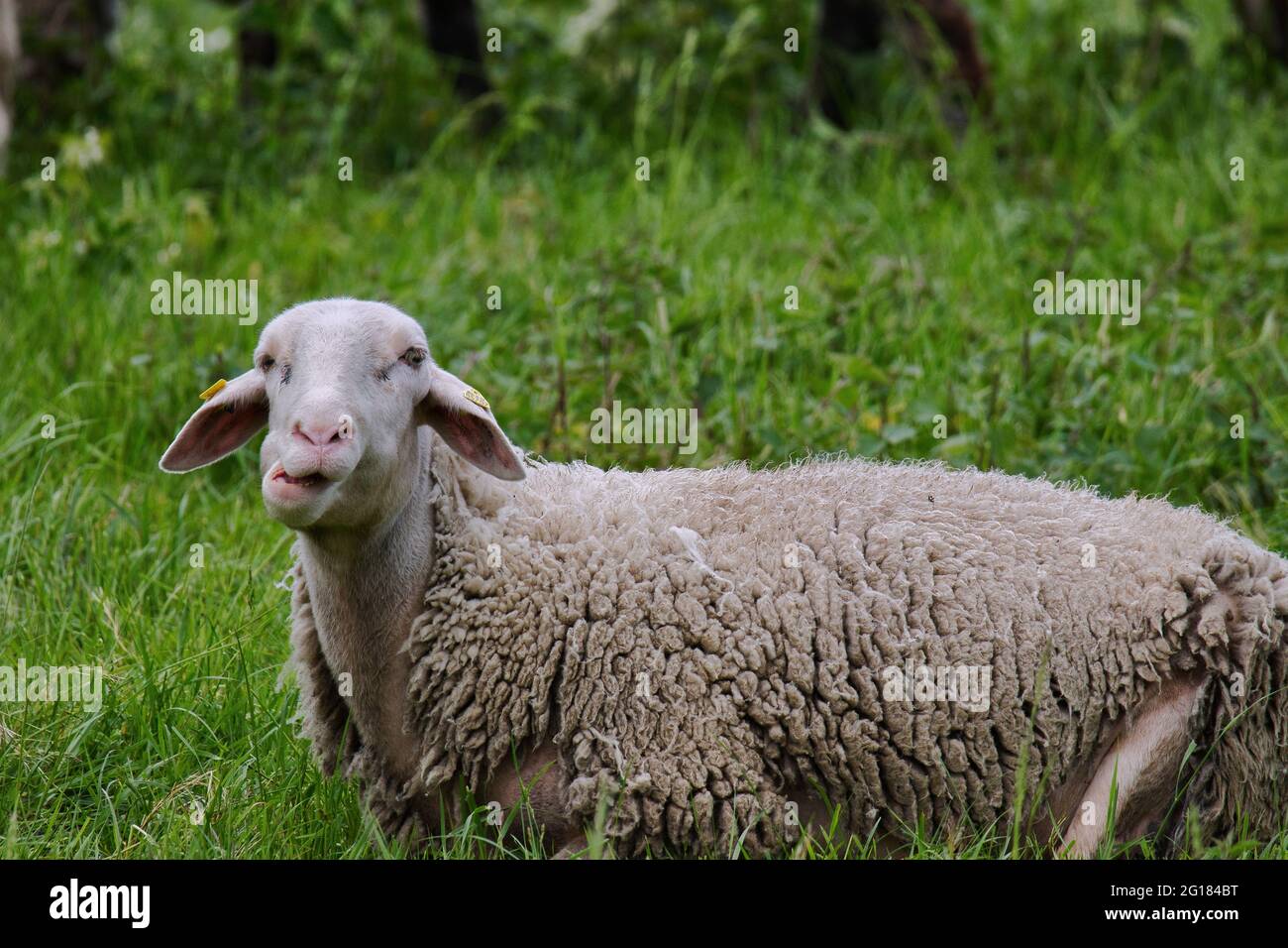 White sheep hi-res stock photography and images - Alamy