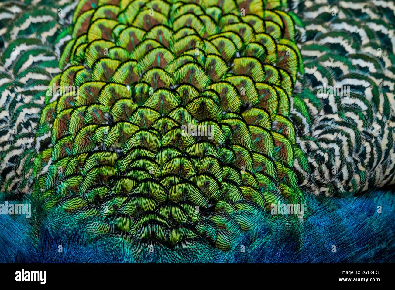 Macro shots of a peacock feather Stock Photo - Alamy