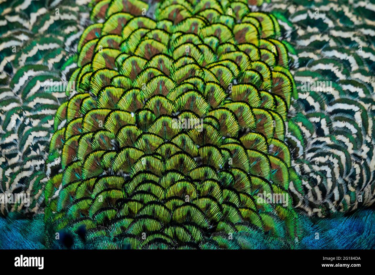 Macro shots of a peacock feather Stock Photo - Alamy