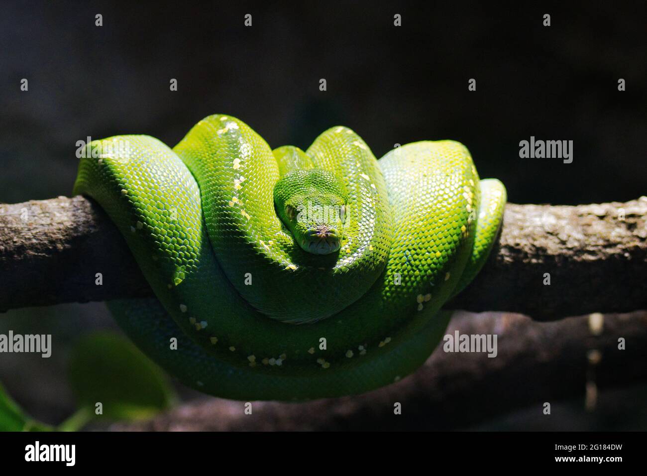A green mamba (snake) lies rolled on a branch. The background is dark ...