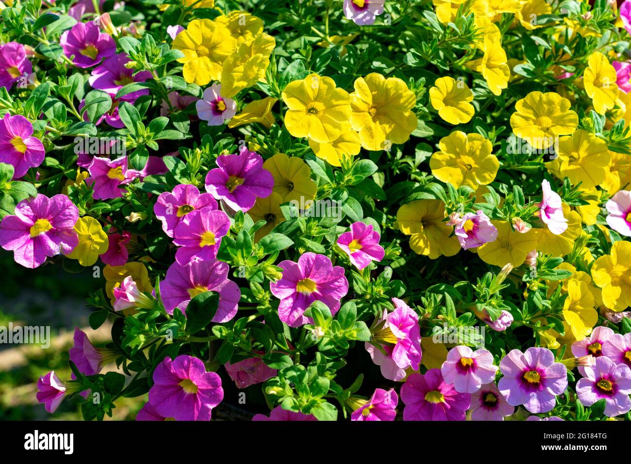 beautiful colorful blooming petunia background full screen Stock Photo ...