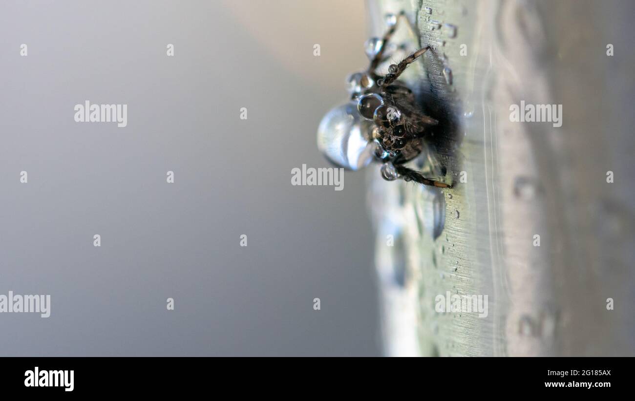 a macro image of a tiny spider covered in water droplets sitting on a ...