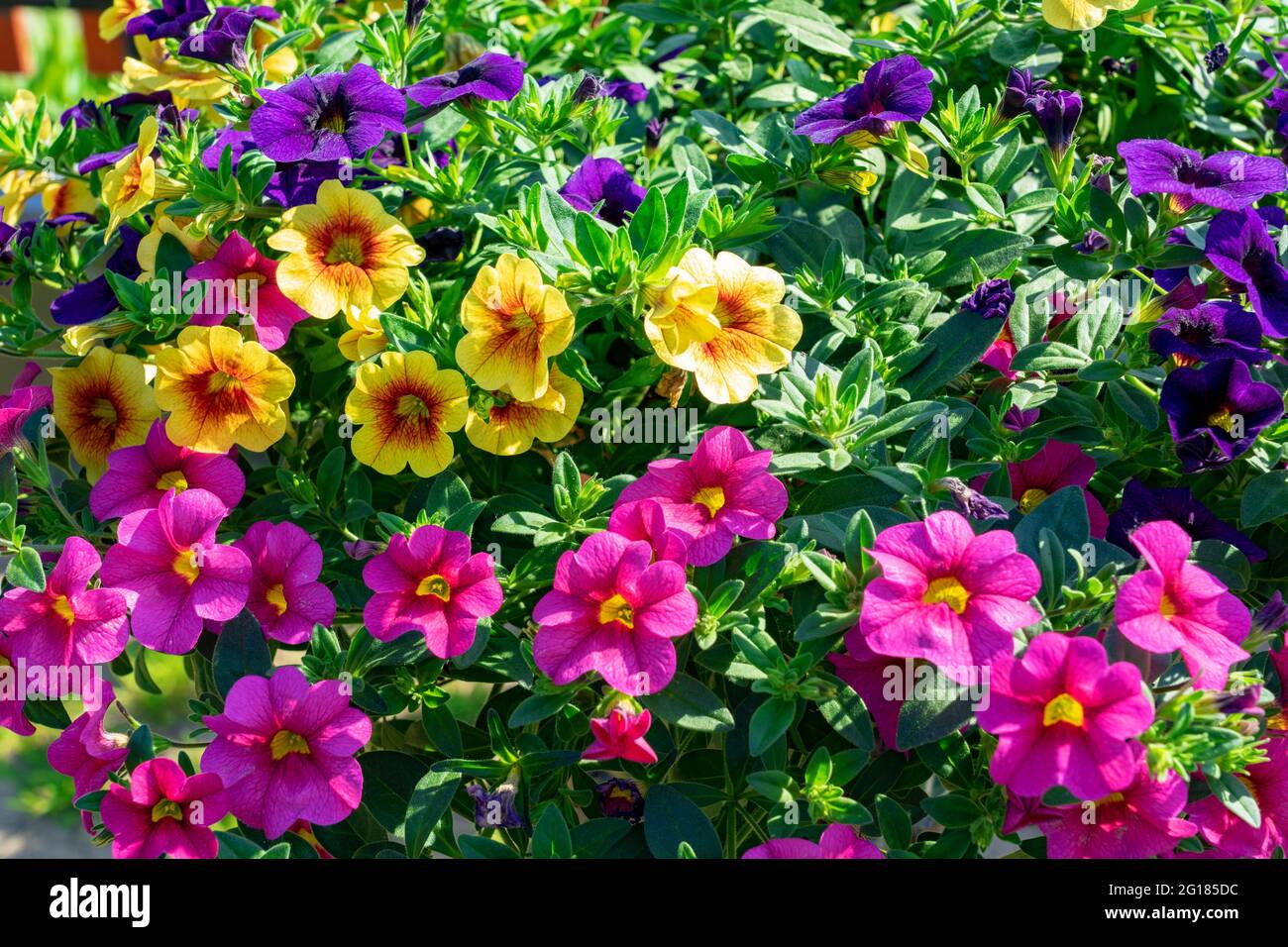 beautiful colorful blooming petunia background full screen Stock Photo ...