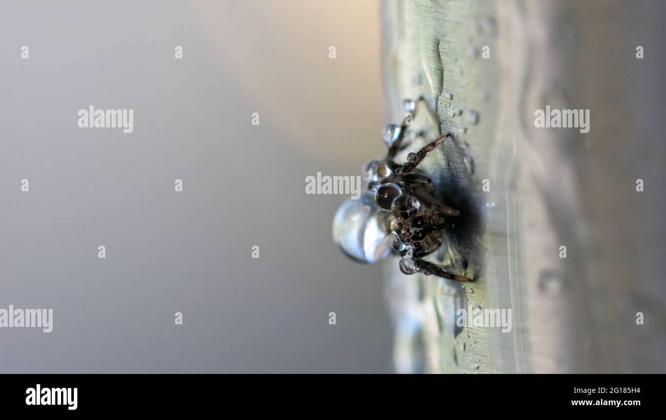 a macro image of a tiny spider covered in rain droplets sitting on a ...