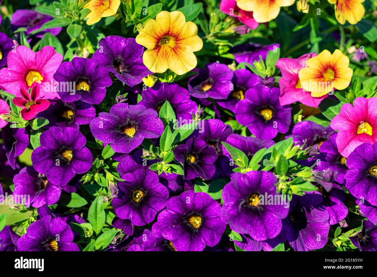 beautiful colorful blooming petunia background full screen Stock Photo ...
