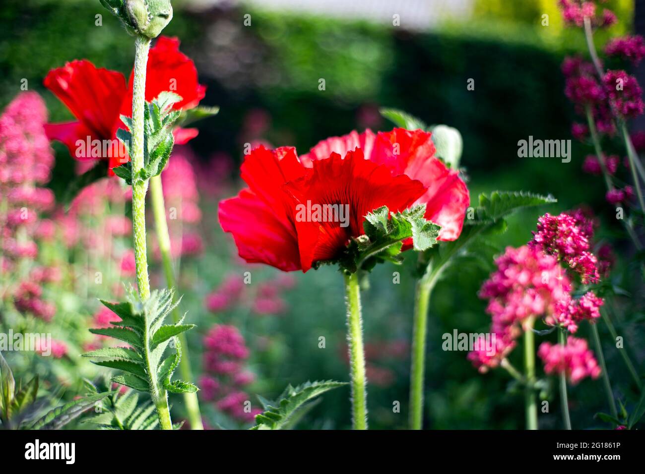 Red poppy field and pink flowers, beautiful bright landscape background ... Red poppy field and pink flowers, beautiful bright landscape background ...