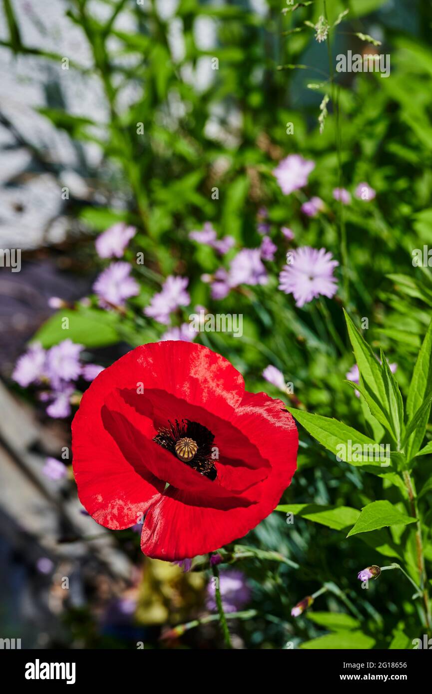 Macro shot of a bright red poppy (Papaver Orientale) in the sun Stock ...