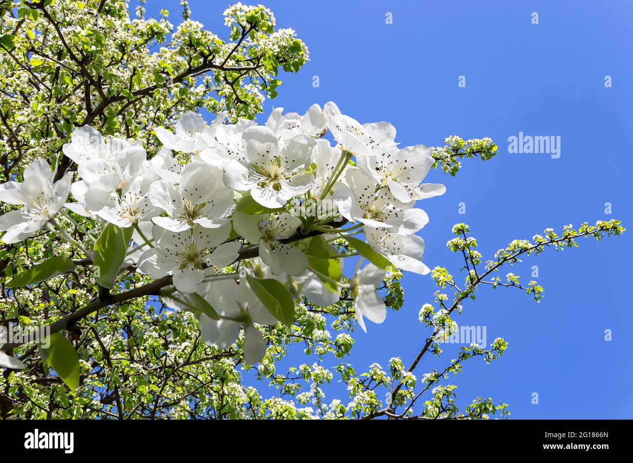 Blooming apple tree branch with large white flowers in spring time ...
