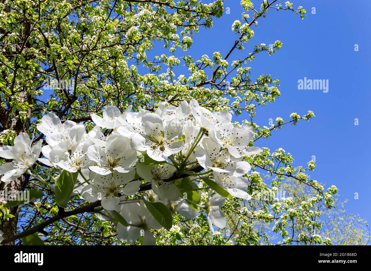 Blooming apple tree branch with large white flowers in spring time ...