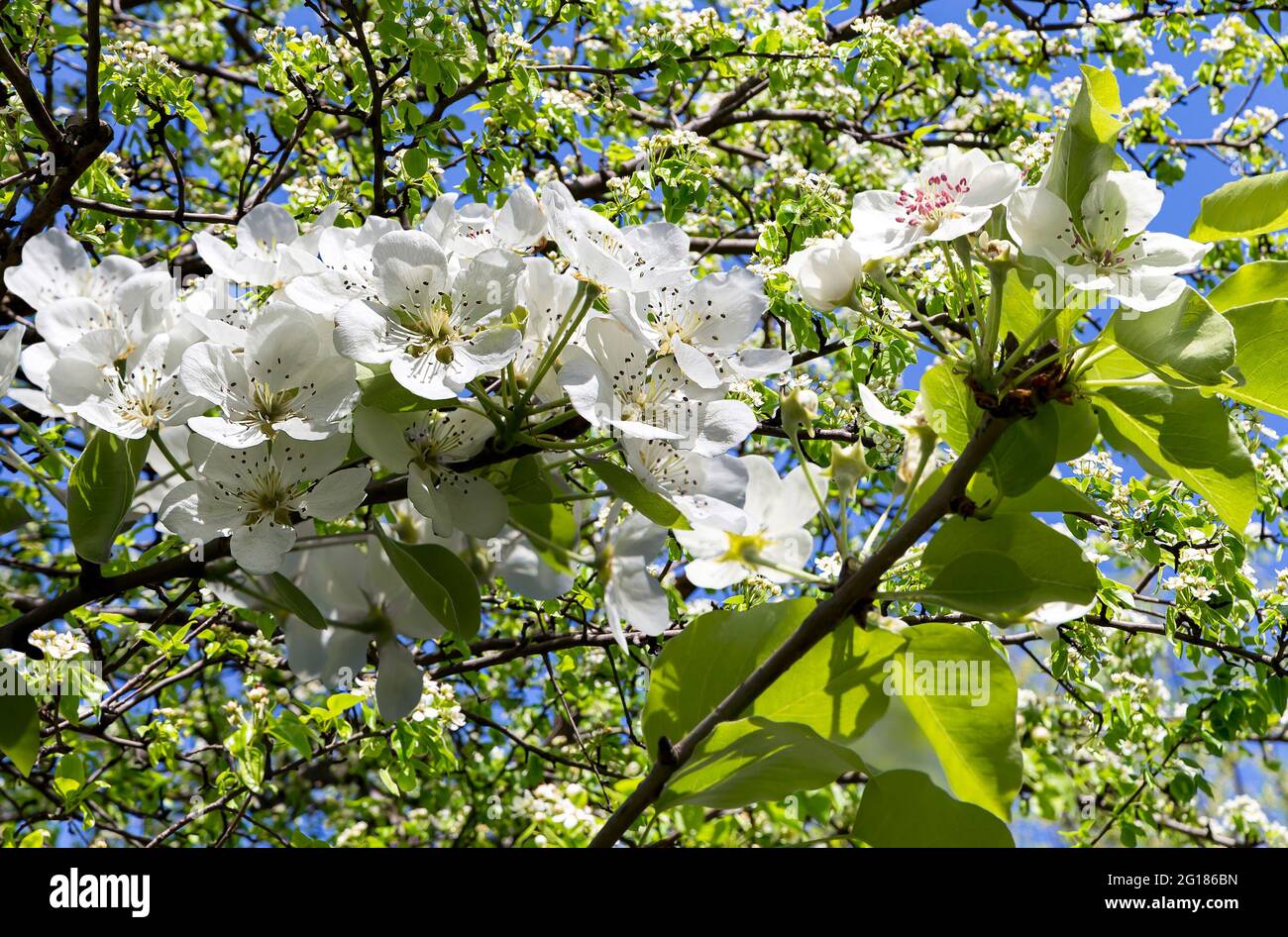 Blooming apple tree branch with large white flowers in spring time ...
