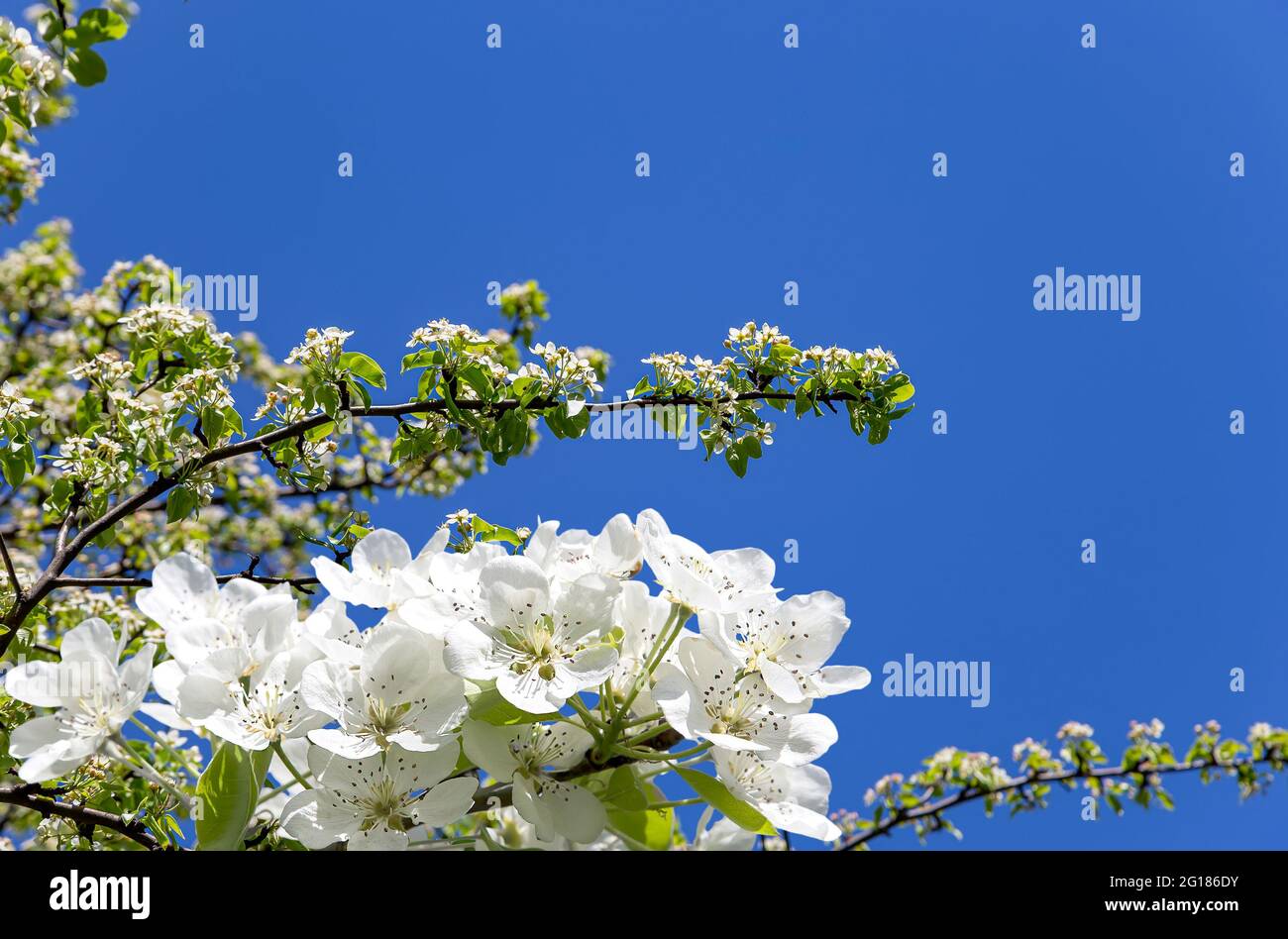 Blooming apple tree branch with large white flowers in spring time ...