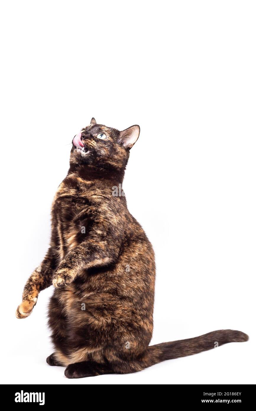 A mottled tortoiseshell cat sits comically on its hind legs, raised its ...