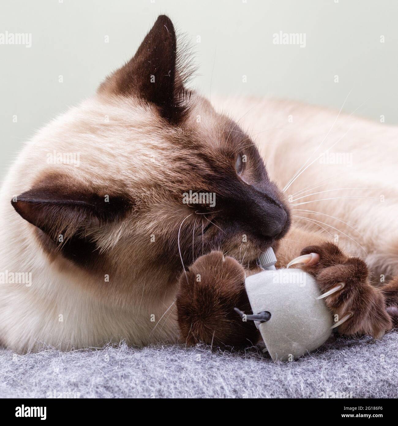 Thai kitten playing with a clockwork gray mouse. The cat is lying on ...