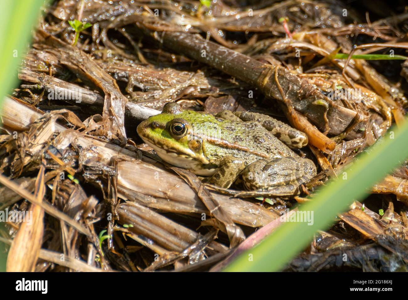 Native species hi-res stock photography and images - Alamy