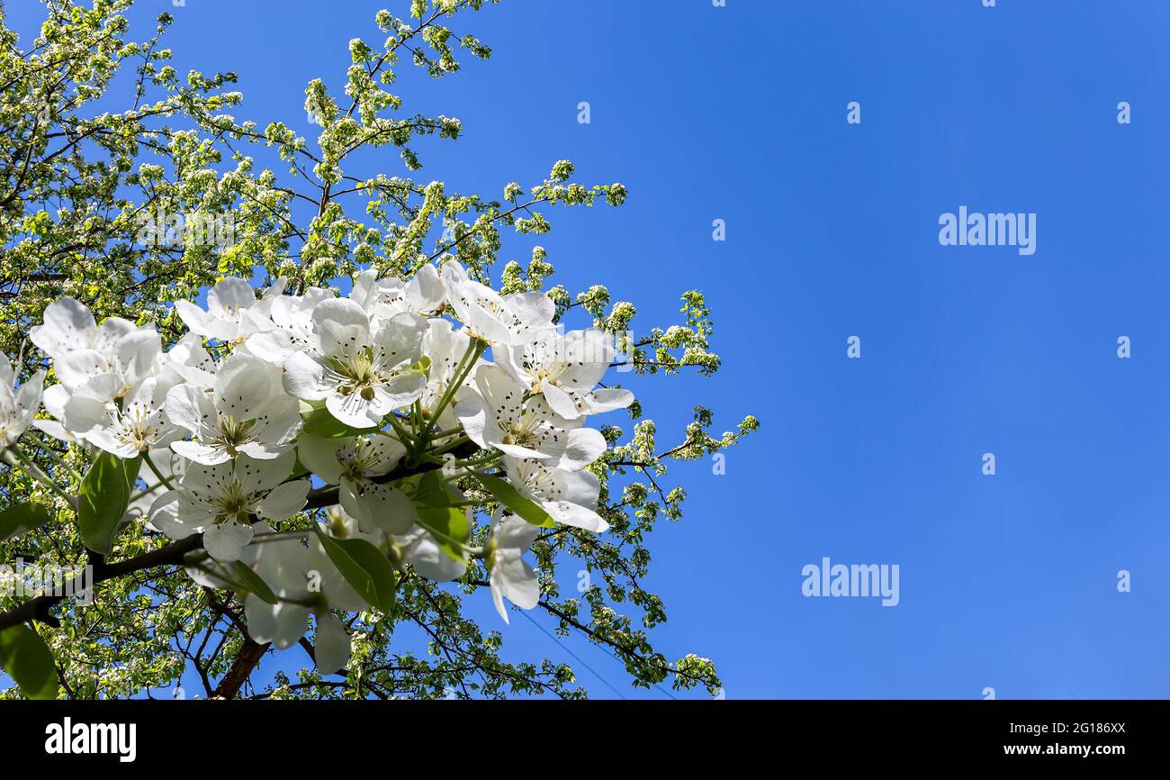 Blooming apple tree branch with large white flowers in spring time ...