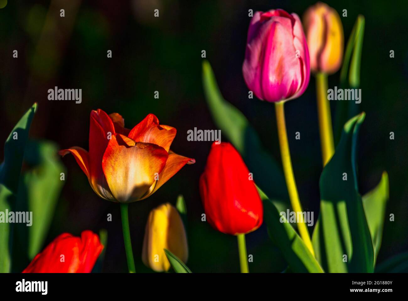 Shades of red tulips hi-res stock photography and images - Alamy