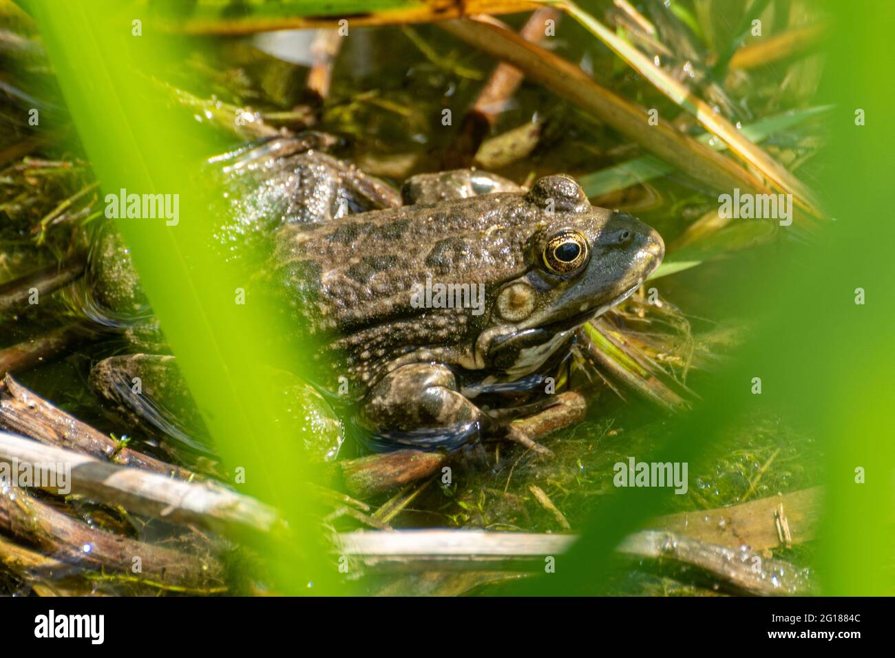 Non native uk frog species hi-res stock photography and images - Alamy