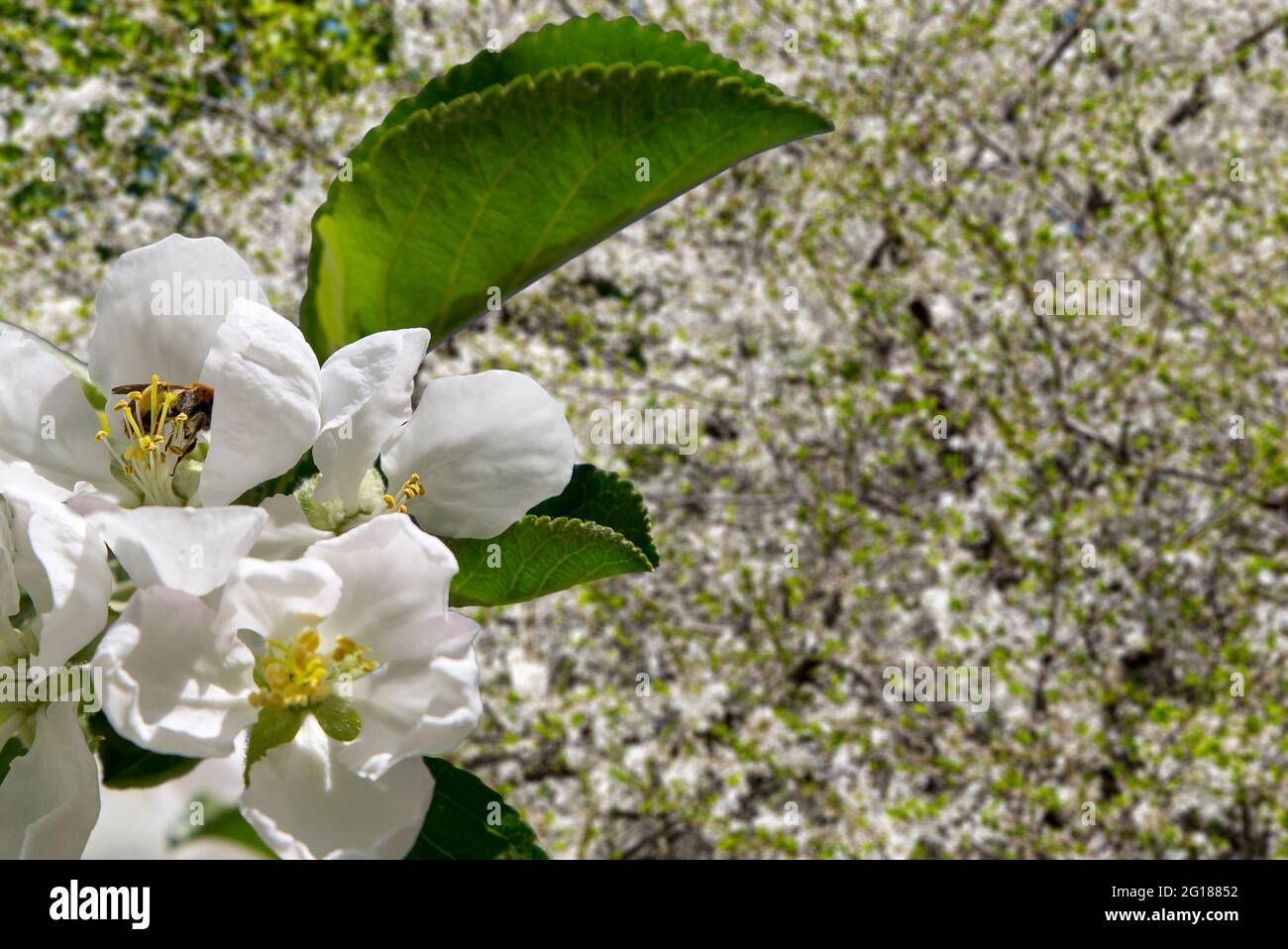 Blooming apple tree branch with large white flowers in spring time ...