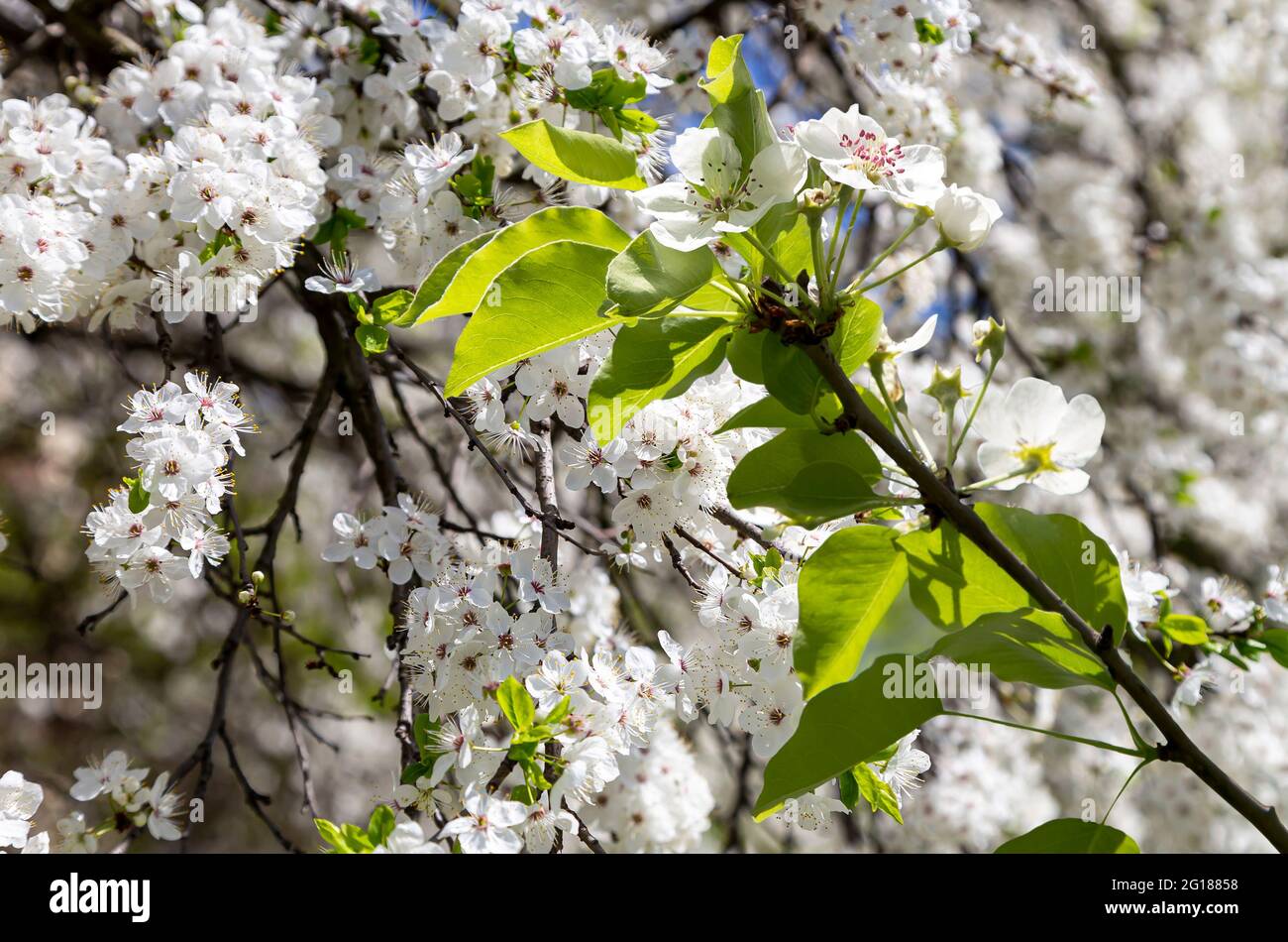 Blooming apple tree branch with large white flowers in spring time ...