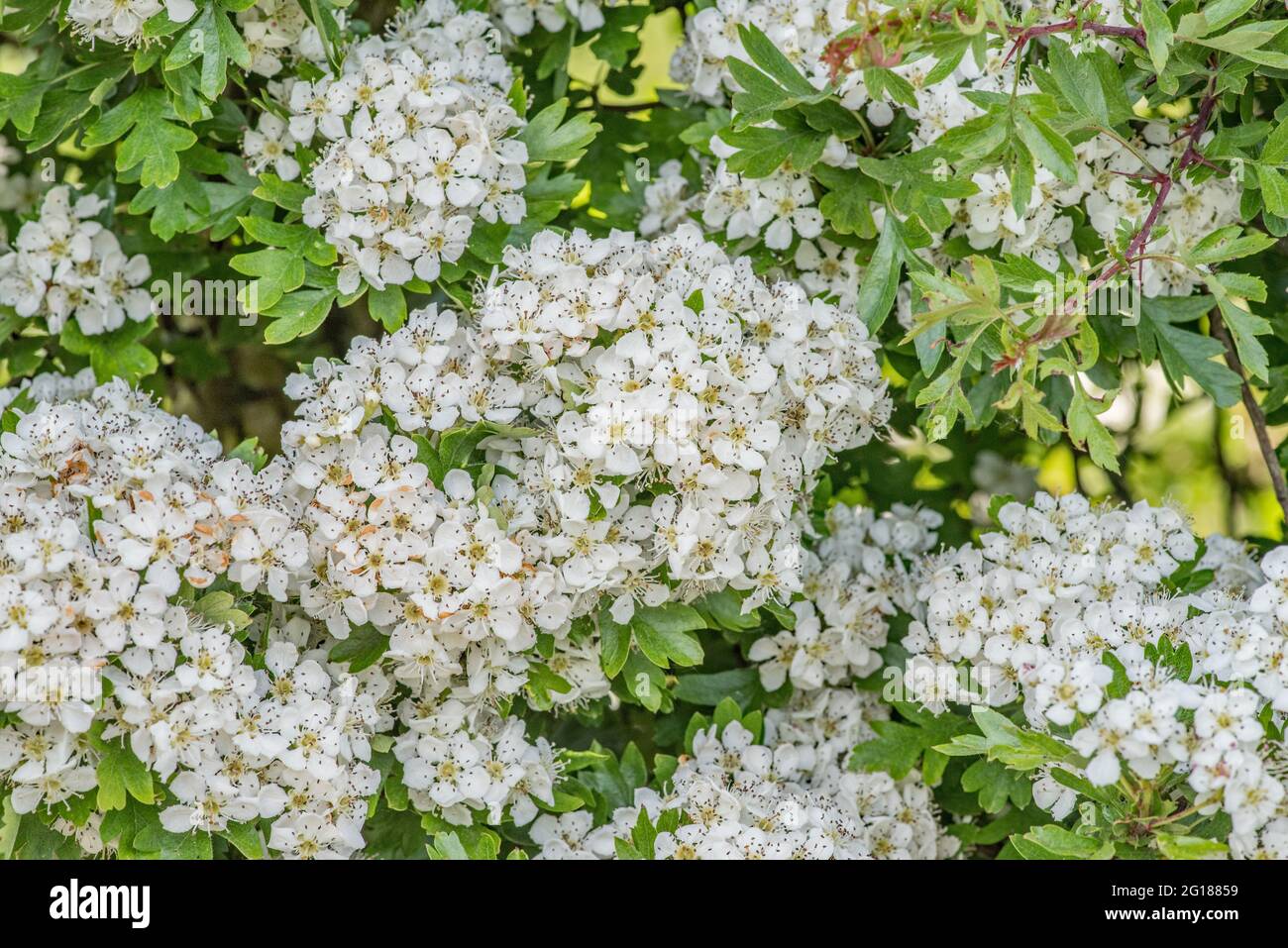 White flat topped flowers hi-res stock photography and images - Alamy