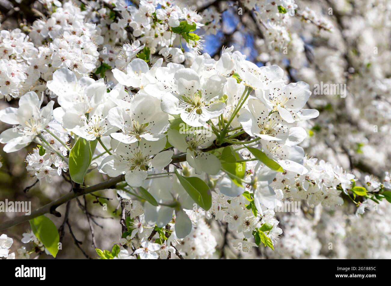 Blooming apple tree branch with large white flowers in spring time ...