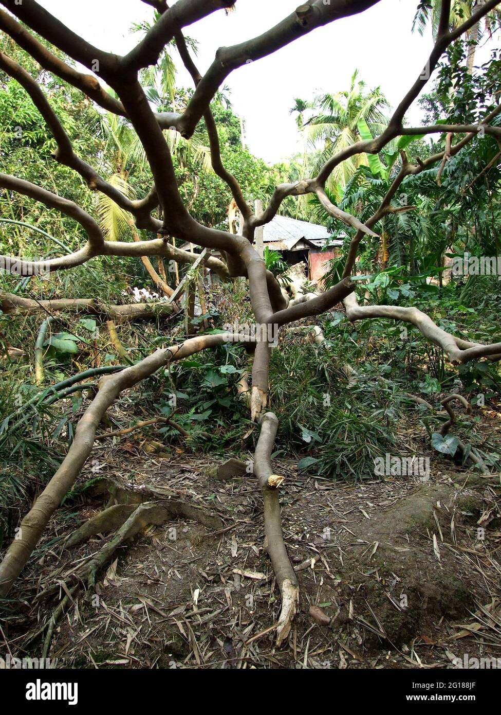 Sidr tree hi-res stock photography and images - Alamy