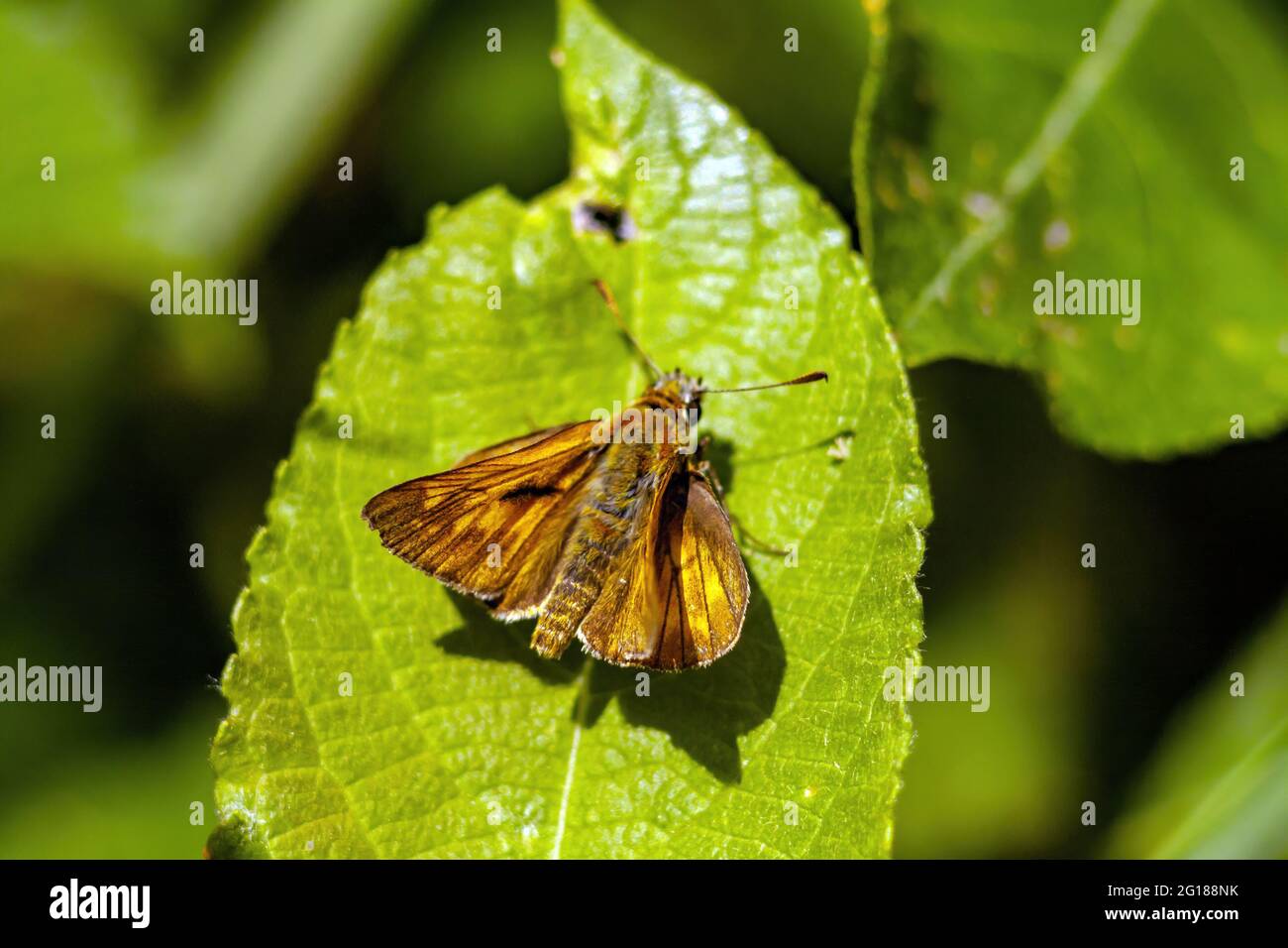Large skipper (Ochlodes sylvanus) butterfly on green leaf Stock Photo ...