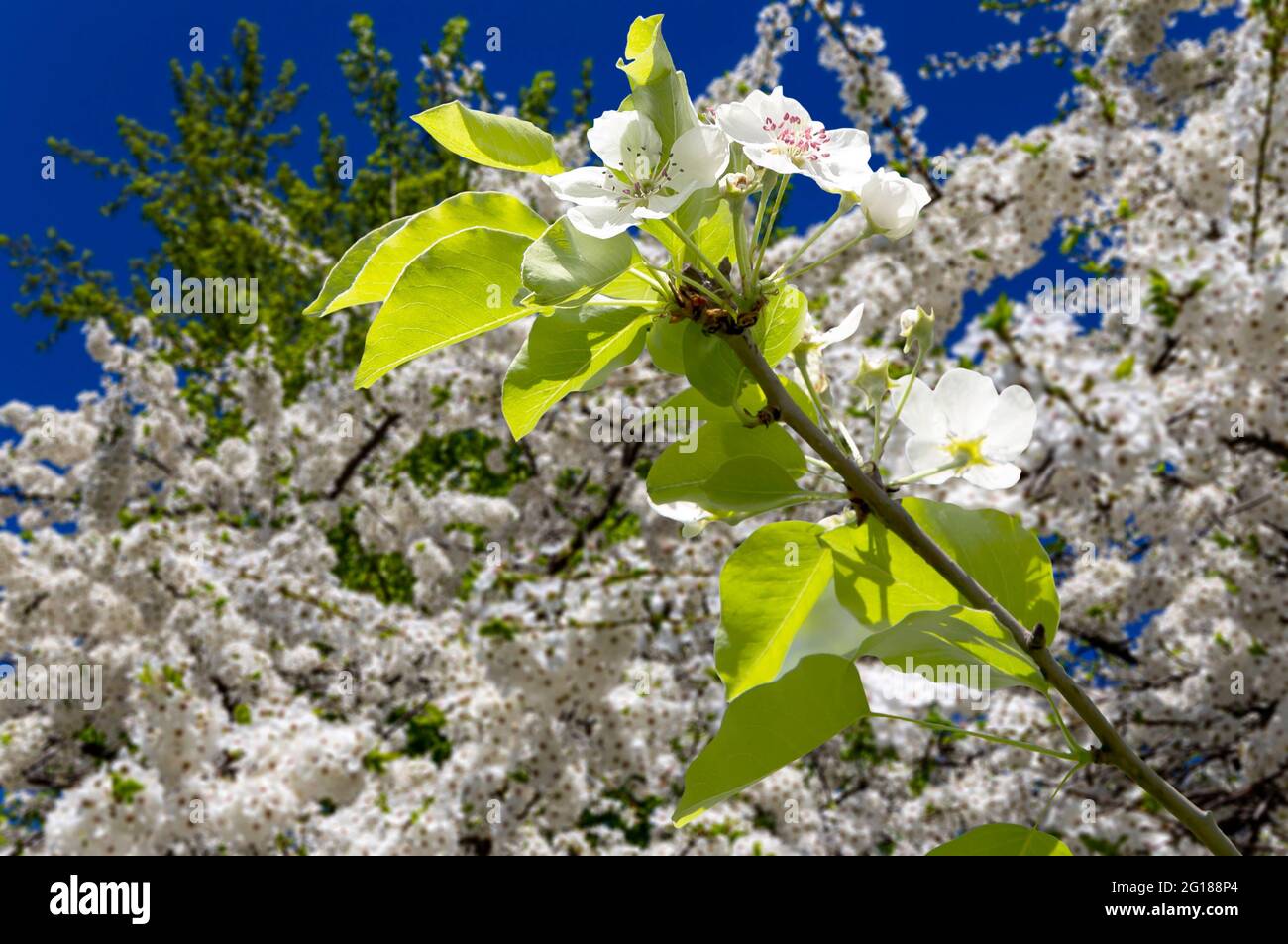 Blooming apple tree branch with large white flowers in spring time ...