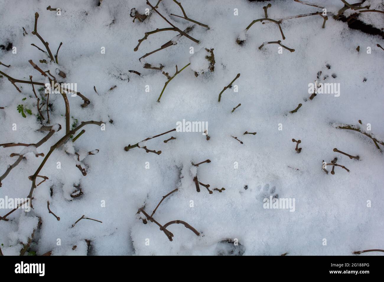Plant branches covered by snow Stock Photo - Alamy