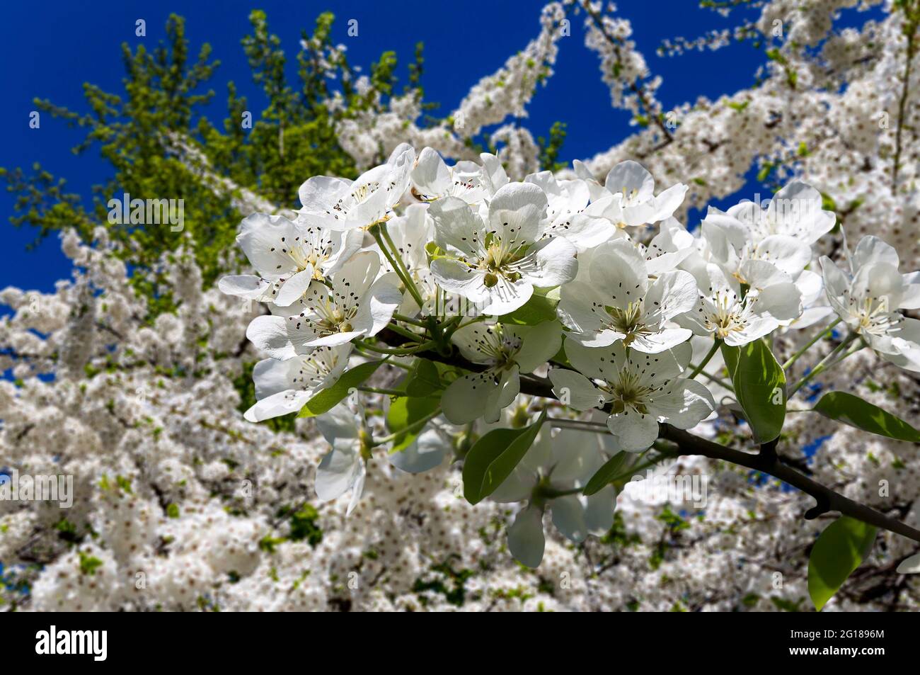 Blooming apple tree branch with large white flowers in spring time ...