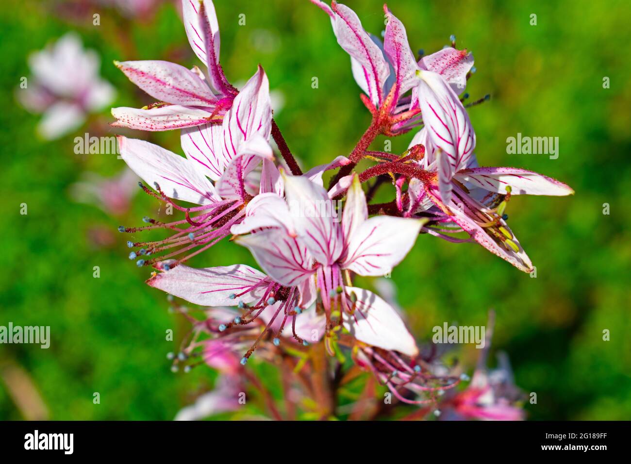 Dictamnus albus, a white, aromatic flower, with reddish veins, is also ...