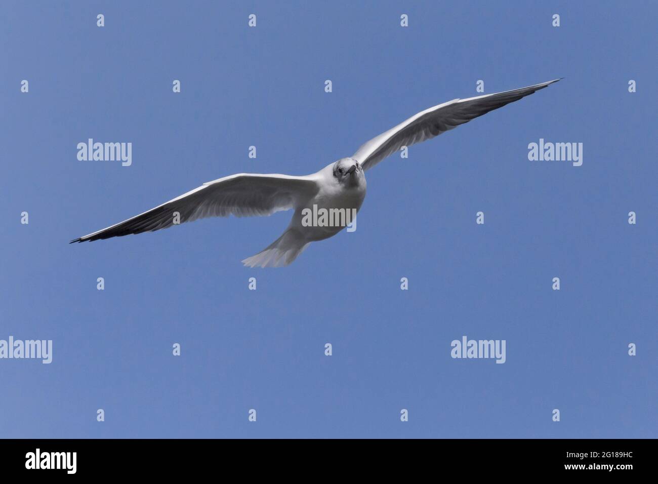 close up of common gull flying in a blue sky Stock Photo - Alamy
