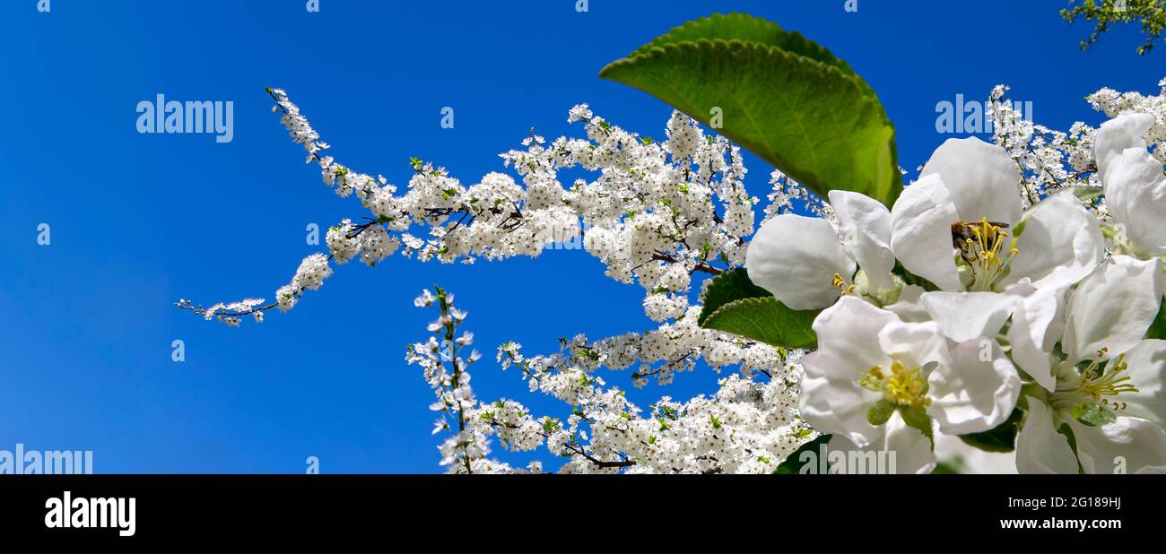 Blooming apple tree branch with large white flowers in spring time ...