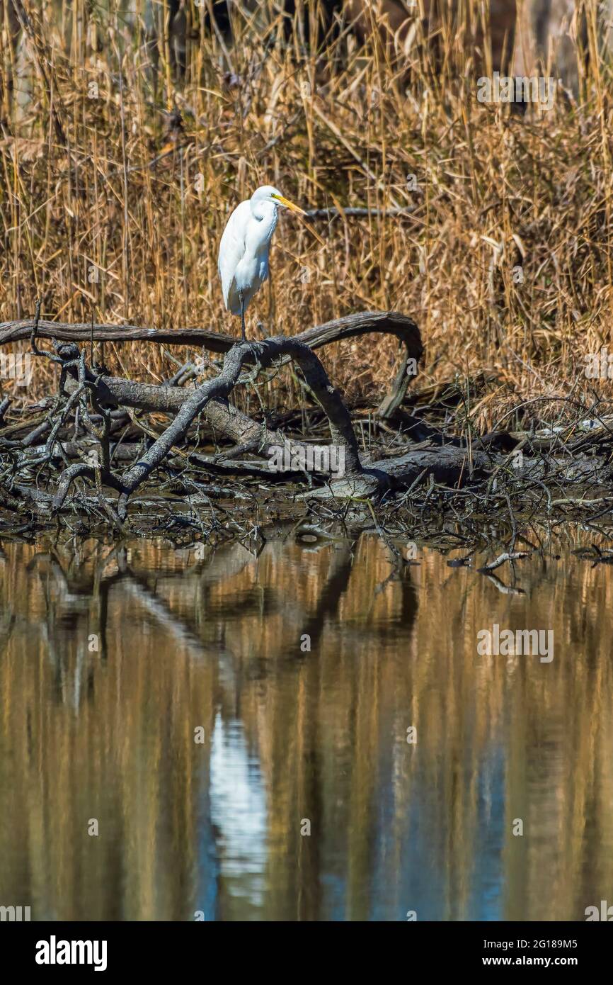 Great egret (Ardea alba) resting on one leg in the Chesapeake and Ohio ...